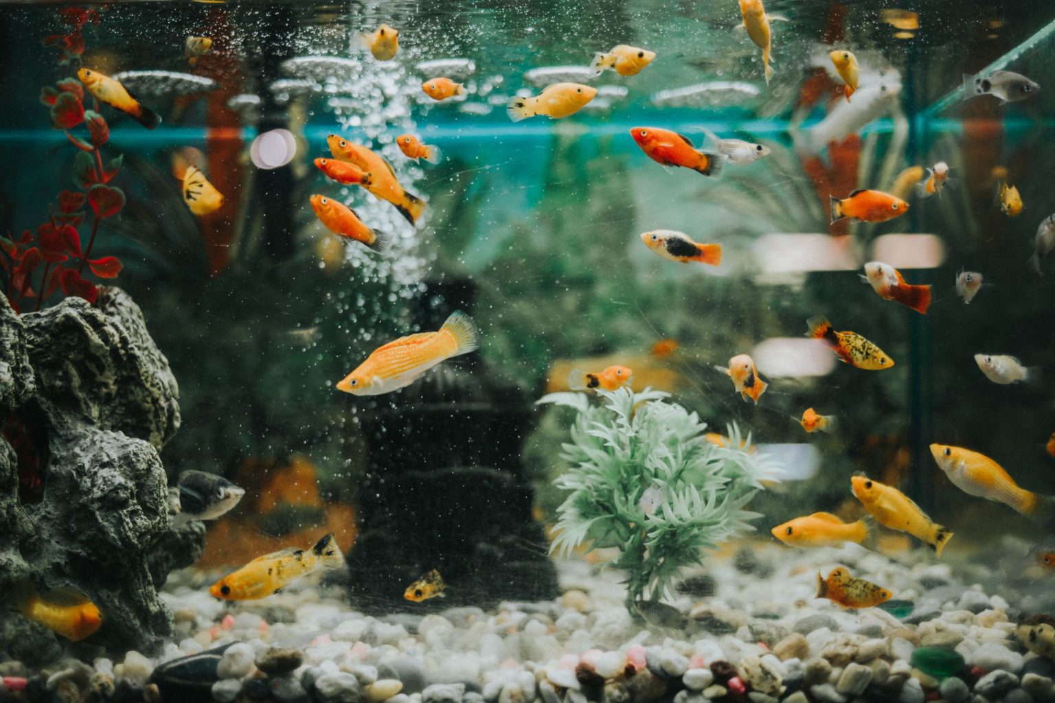 Quelles Sont Les Causes Du PH lev Dans Un Aquarium Point Pet
